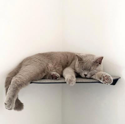 Cina Mantenete il vostro gatto attivo e sano con giallo galleggiante cat ripiani di parete di acciaio perchi in vendita