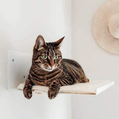 中国 標準的な猫のクライミング家具と黒い粉末で覆われたペットハンマックとペットコンドーム 販売のため