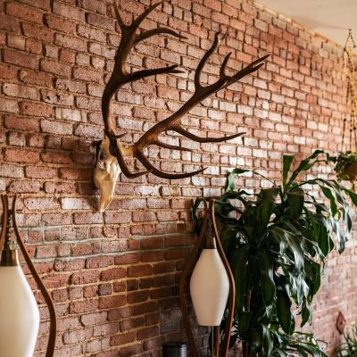 China Europese populaire Mount Skull Hanger Deer Wall Mount Hooker voor hangende schedels en haken Te koop
