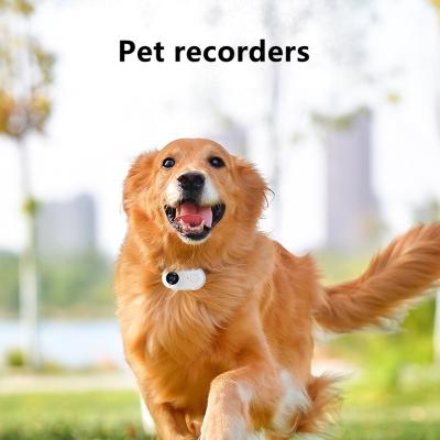 Cina Telecamera per animali domestici con collare wireless in metallo, app gratuita, visione notturna, Full HD 1080p in vendita