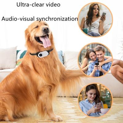 Cina Telecamera per animali domestici con collare wireless in metallo, app gratuita, visione notturna, Full HD 1080p in vendita