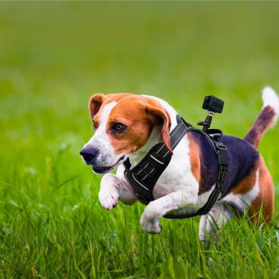 Cina Tracker GPS senza canone mensile, lunga durata della batteria, copertura globale, collare di ricambio in vendita