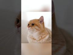 Geräuscharme automatische Selbstversorgung Hunde- und Katzenfütterung