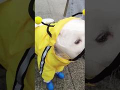 빠른 건조 애완 동물 의류 방수성 폭풍 방지성 개 착용성 레인코트 찢어지지 않는