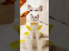 Glow In The Dark Pet Wear Abbigliamento Buttone Free Design Abbigliamento per gatti estivo