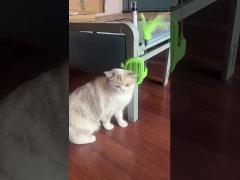 Durable Subscription Box Agility Training Bluetooth Pet Anxiety Relief