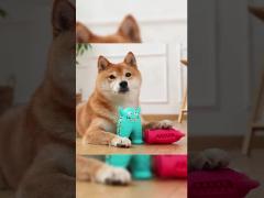 Eco-Friendly Dog Sports Competition Agility Training Pet Anxiety Relief