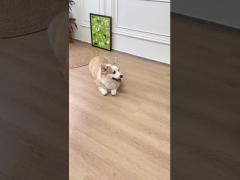 Reward System Agility Training App Control Eco-Friendly Materials Vibration