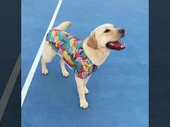 View Dog Clothes Wearable Tech Breathable UV Protection Anti-Allergy Demo