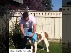 View Anti-Allergy Static-Proof Dog Clothes Antibacterial Fabric UV Protection Demo