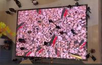 Quality Full Color P4.81 Disco LED Dance Floor Multiscene Interactive Dance Floor for sale