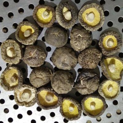 China Factory Price Brown Dried Shiitake Mushroom Whole 1KG with Cap 3-4 CM for sale