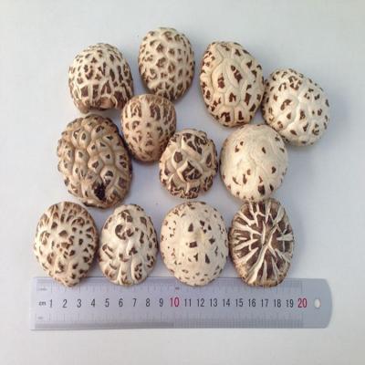 China Factory Price Dried White Flower Mushroom Whole 3KG with Cap 3-4 CM for sale