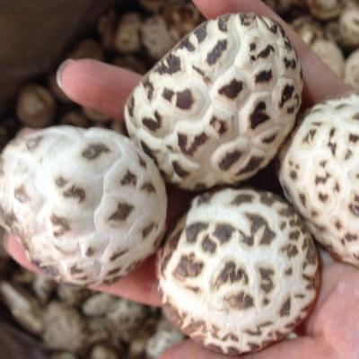 China All Types of Dried Shiitake Mushroom Whole 3-4CM & 4-5CM Cap in Bulk for sale