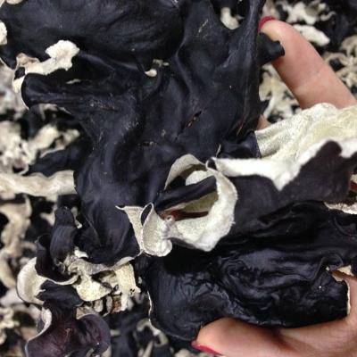 China Factory Price Washed Dried White Back Black Fungus Whole in 1KGS Pack for sale