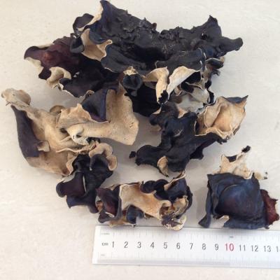 China Factory Price Non-Washed Dried White Back Black Fungus Mushroom  in Bulk for sale