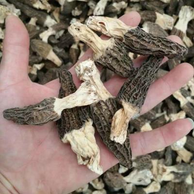 China Factory Price Premium Chinese Dried Morel Mushroom with Stem 2CM for sale