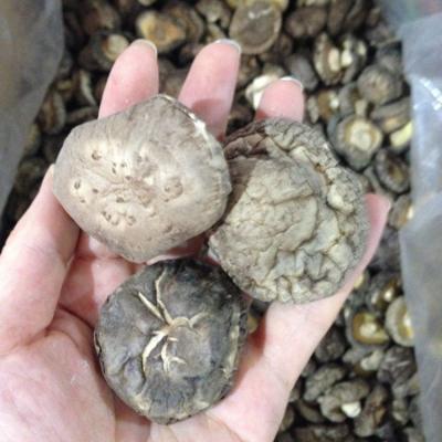 China Factory Price Premium  Bulk Brown Dried Smooth Mushroom Shiitake Whole with Cap 4-6CM for sale