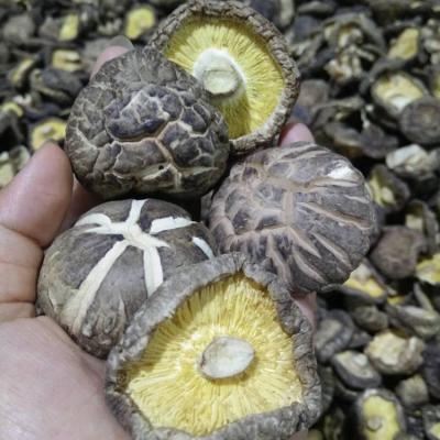China Factory Price Premium  Bulk Dried Tea Flower Mushroom Shiitake Whole with Cap 4-6CM for sale