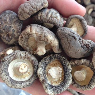 China Factory Price Premium Bulk Dried Brown Smooth Shiitake Mushroom Whole with Cap 2-3CM for sale