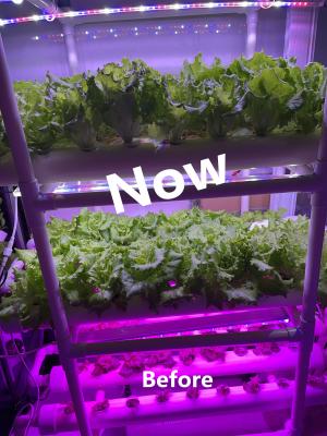 China Hydroponic Grow Kit with 108 Holes 3 Layer  12 Pipe and Led Light for Home Garden Greenhouse Plant Vegetables for sale