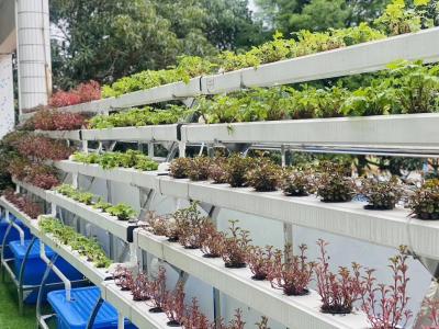 China Customizable Greenhouse Home Garden Single Side NFT Hydroponic Pipe Growing System to Grow Strawberry Lettuce Vegetable for sale
