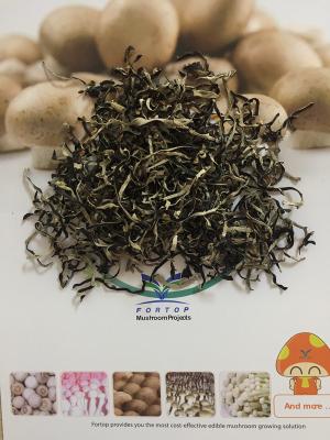 China Factory Price Dried White Back Black Fungus Mushroom Short Slices (1-5CM Length) for sale