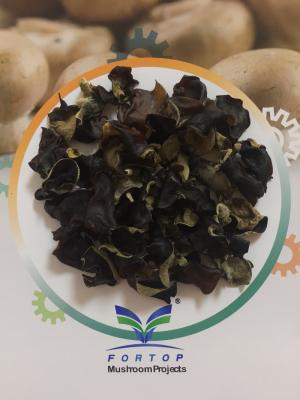 China Factory Price Thin Dried White Back Black Wood Ear Fungus Mushroom Cubes (Dices) A Grade for sale