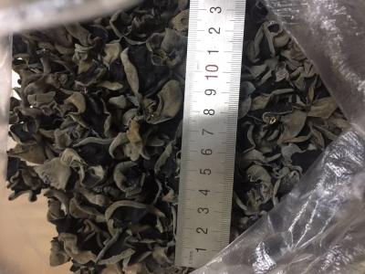 China Factory Price Good Quality Thick Dried Black Fungus Mushroom Whole 2.5CM above from Northeast for sale