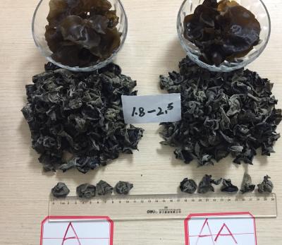 China Factory Price Northeast Dried Black Jew Ear Fungus 1.8-2.5cm for AA and A Grade for sale