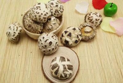 China Factory Price Premium Bulk Thick Dried White Flower Shiitake Mushroom Whole 4-6CM for sale