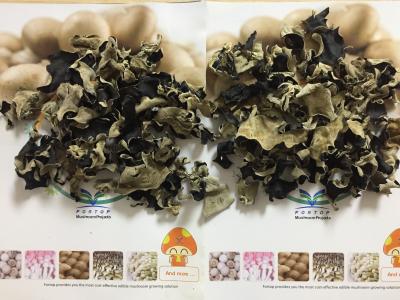 China Factory Price Premium NEW CROP Washed Dried White Back Black Fungus within 5 CM for sale