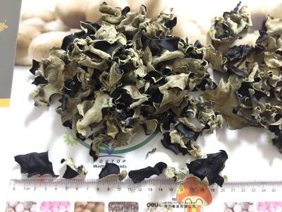China Factory Price Premium NEW CROP Dried Black Fungus within 5 CM (Auricularia Auricula) for sale