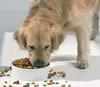 Quality Wet Dog Food Pellet Extruders Dog Cat Pet Food Making Machine for sale