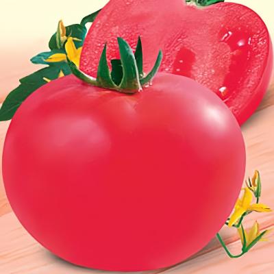 China T18 JP No.1 Medium Size Pink Tomato Seeds High Yield F1 Hybrid Round Glossy Skin for sale