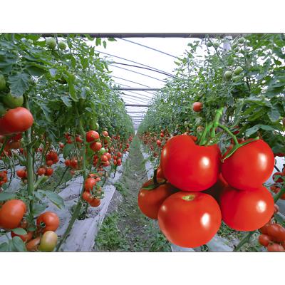 China Huahong Indeterminate Grow F1 Tomato Seeds Round For Greenhouse Planting T21 for sale