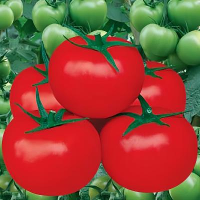 China Big Tomato Seeds Disease Resistant Determinate Grow Hybrid Tomato Seeds T25 for sale