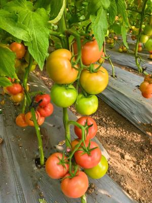 China Hedun Early Maturity High Yield Greenhouse Tomato Seeds Hybrid Red Tomato Seeds T37 for sale