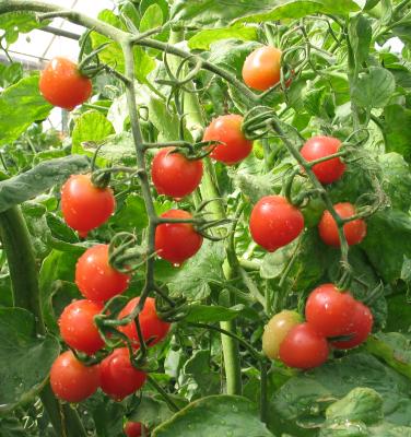 China Laike Round F1 Hybrid Red Cherry Tomato Seeds Tomato Vegetable Seeds TT01 for sale