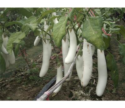 China Guanglian F1 Hybrid White Eggplant Seeds , High Yield Eggplant Vegetable Seeds E04 for sale