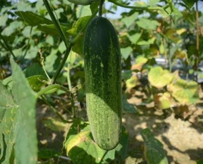 China CU05 No.903 high yield bulk wholesale f1 hybrid smooth cucumber seeds in vegetable seeds supplier for sale