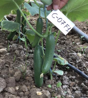 China Zhenna Parthenocarpy Long Green Greenhouse Cucumber Seeds Mildew Resistance CU07 for sale