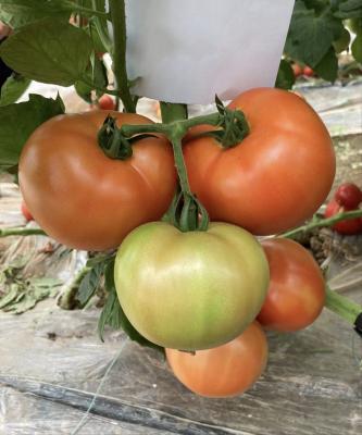 China Hongxi F1 Hybrid Indoor Outdoor Tomato Seeds For Planting Indeterminate Growth T44 for sale