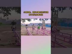 Scenic Area Non Powered Amusement Equipment, Internet Celebrity Little Pig Run Amusement Park Childr