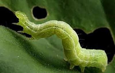 Cina Pesticidi biologici PrGV.Bt Pesticidi organici per agricoltura in vendita