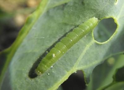 Cina Spray vegetale naturale organico insetticidi biologici polvere bagnabile efficace contro gli adulti e le uova Diamondback Moth in vendita