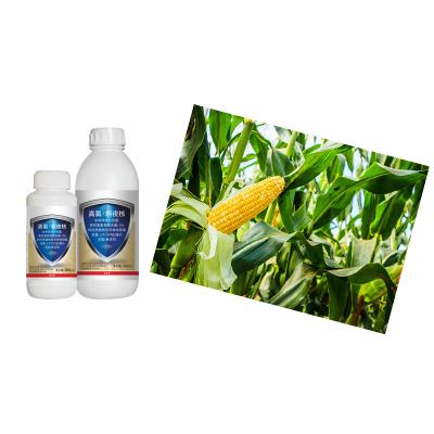 Китай Bacillus Thuringiensis Chilli Thrips Инсектициды для скважины ствола в рисе Био и химический бета-циперметрин продается