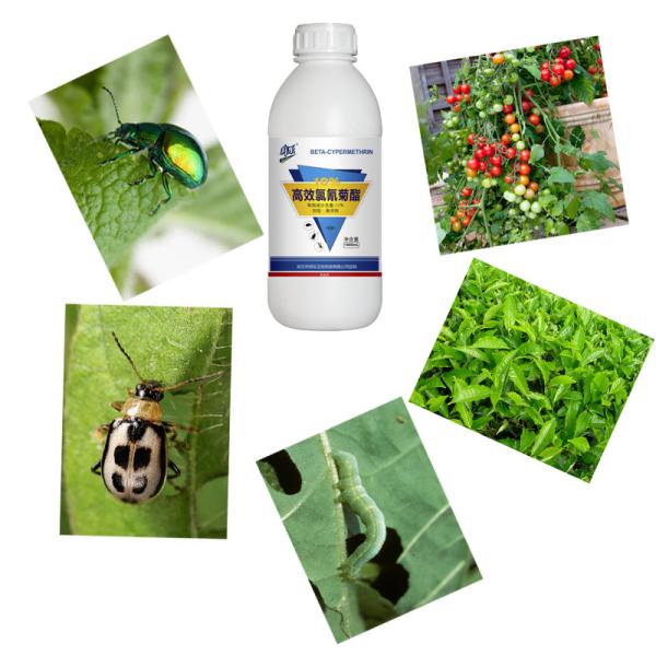 Quality SC Agrochemical 10% Beta Cypermethrin Insecticide Pesticide For Vegetables Fruit for sale