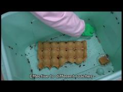 High Purity Cockroach Repellent Gel Household Drug Resistant