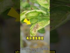 Bacille d‘engrais de croissance de plantes Velezensis CY30 pour le piment de tomate d‘Apple de fraise